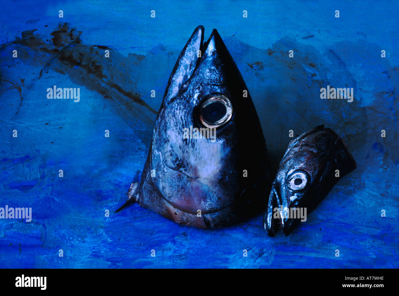 Hake head hi-res stock photography and images - Alamy