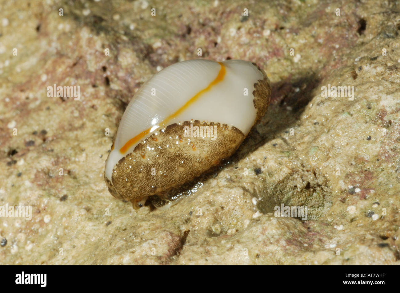 Conch Snail shell on Pulau Selingan beach, (Turtle Island) Sabah ...