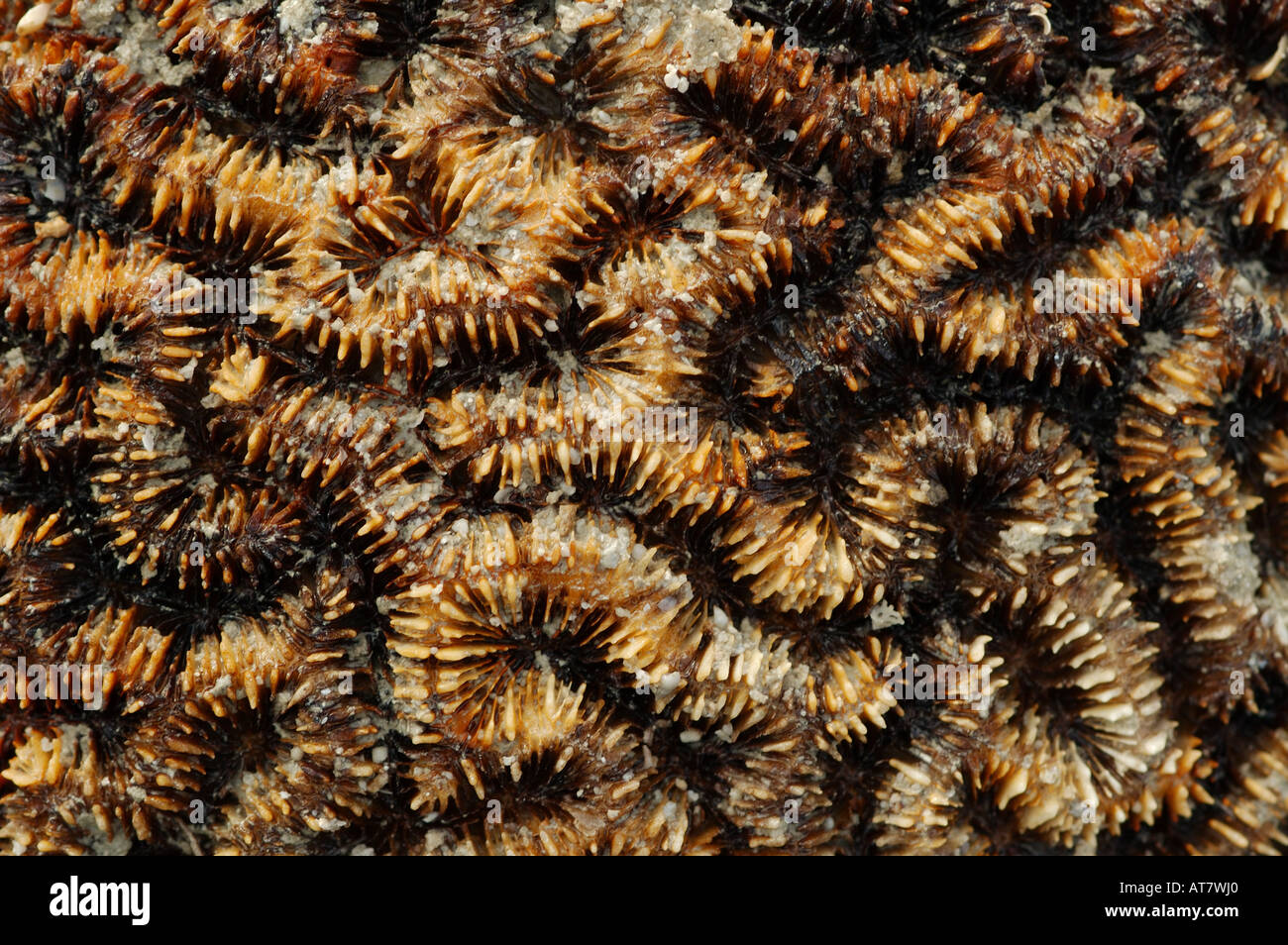 Brain Coral on Pulau Selingan beach, (Turtle Island) Sabah, Borneo ...