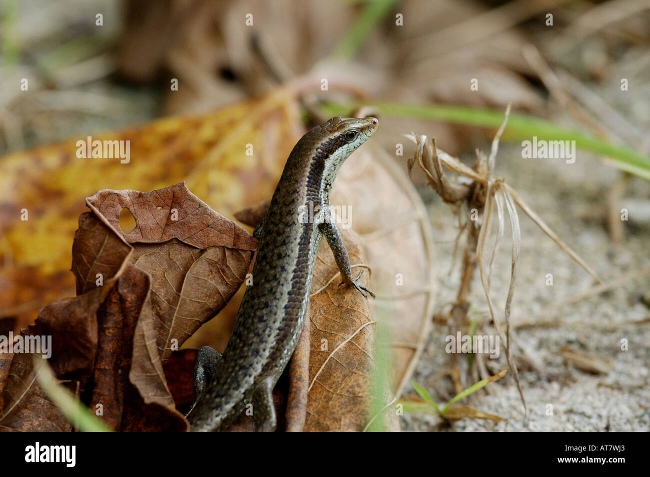 Mangrove Skink amongst the leaf litter on Pulau Selingan (Turtle Island ...