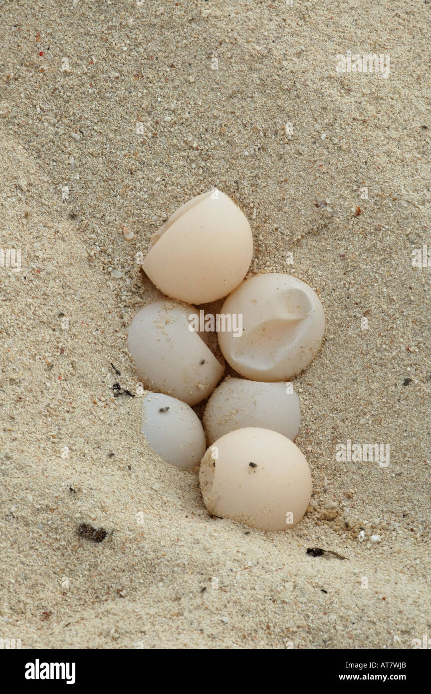 Green Turtle nest uncovered by predators on Pulau Selingan (Turtle ...