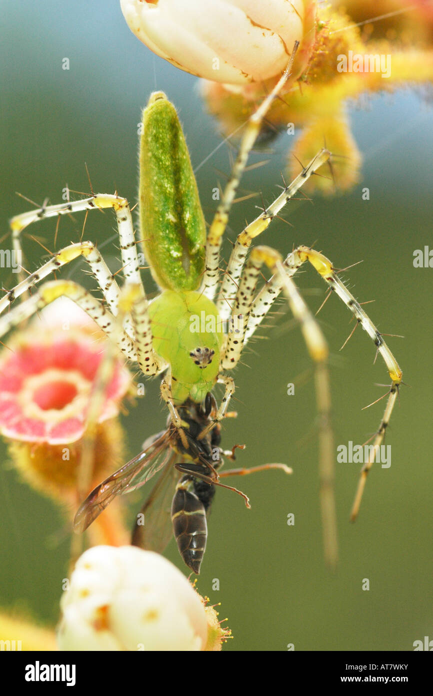 Green Lynx spider ( Peucetia viridans ) with wasp prey, Panama Stock ...