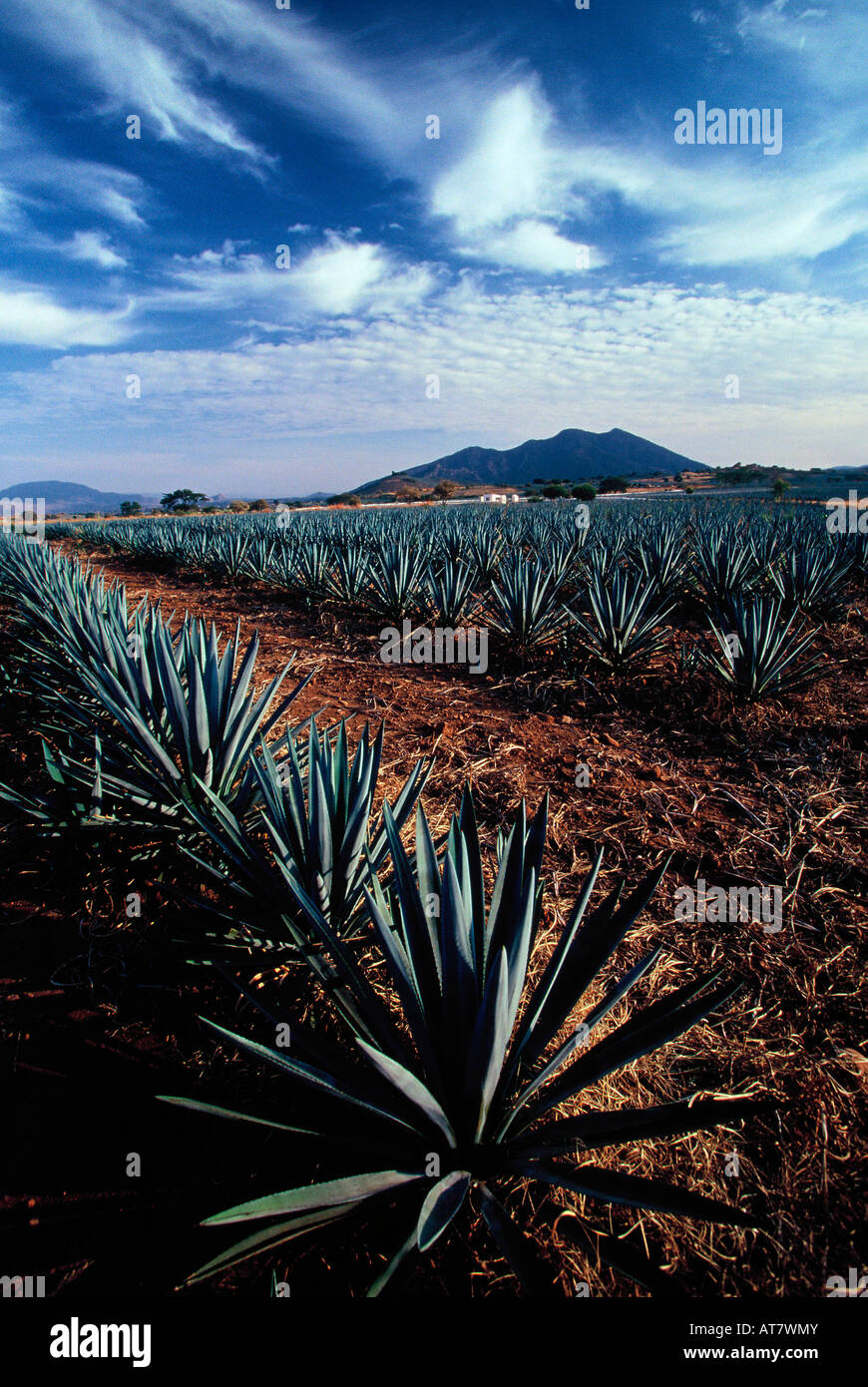 Blue Agave fields are surrounding the town of Tequila as the sun goes ...