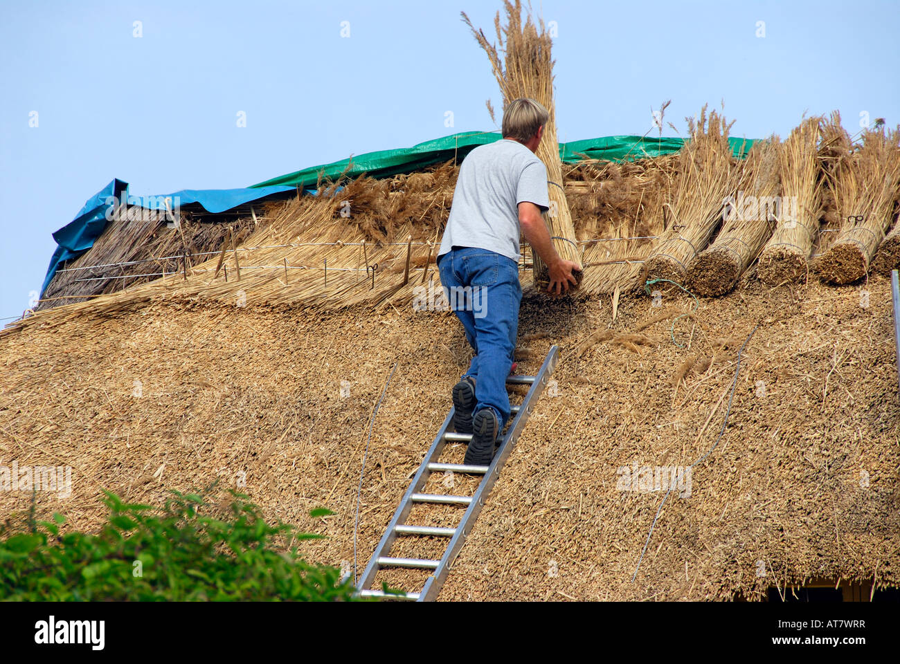 Devon thatcher on roof hi-res stock photography and images - Alamy