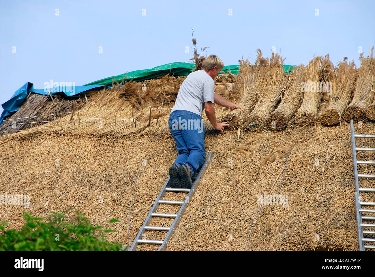 "thatcher thatching roof on cottage, Devon Stock Photo - Alamy
