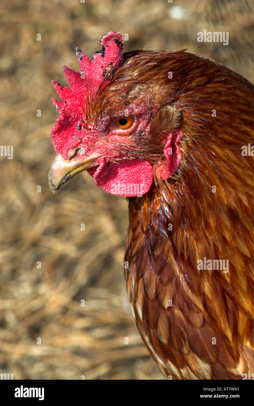 Africa farm rooster hi-res stock photography and images - Alamy