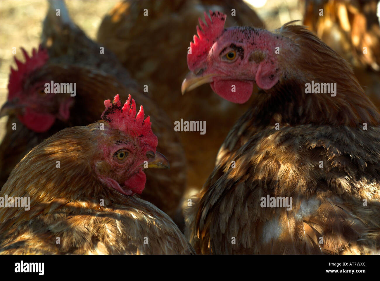 African chicken breed hi-res stock photography and images - Alamy