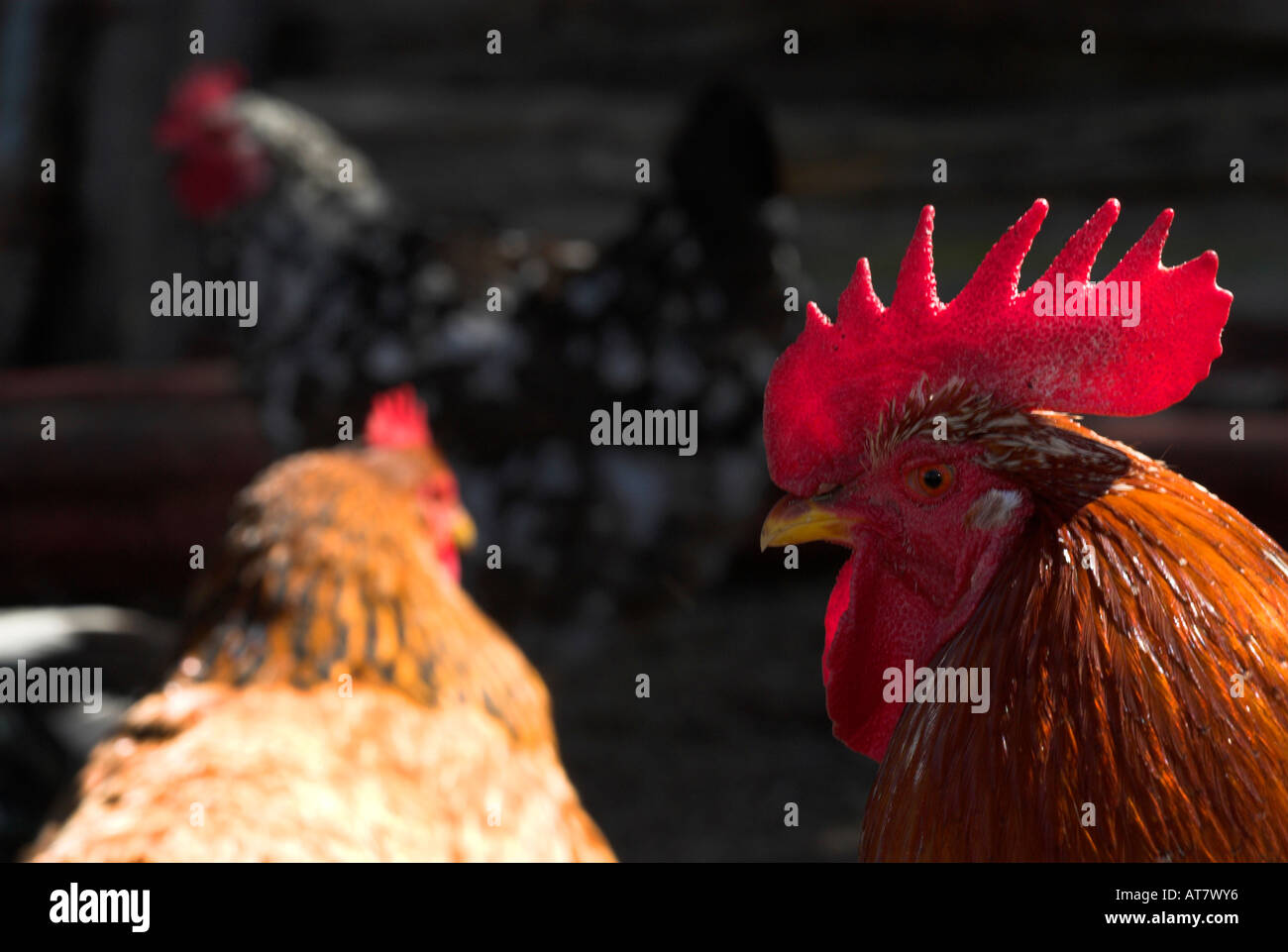 Africa farm rooster hi-res stock photography and images - Alamy
