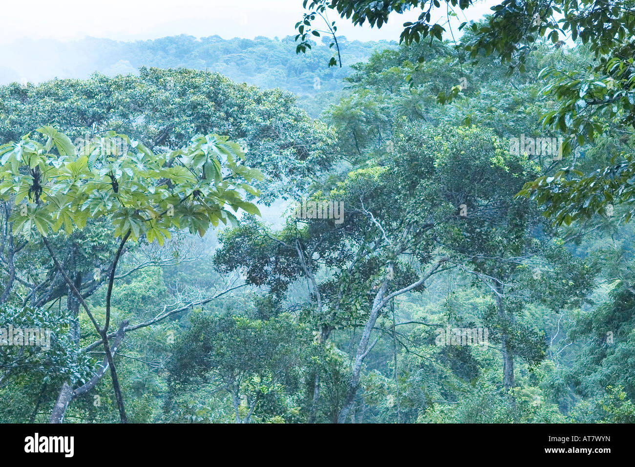 Panamanian Rainforest, Caribbean coast of Panama Stock Photo - Alamy