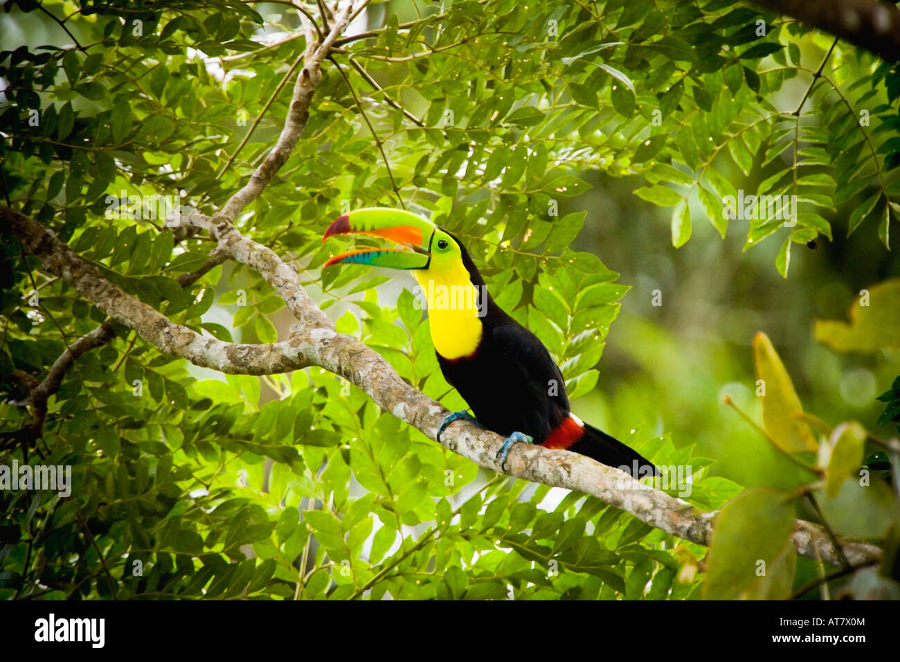 Keel-billed Toucan ( Ramphastos sulfuratus ) Panama Rainforest Stock ...