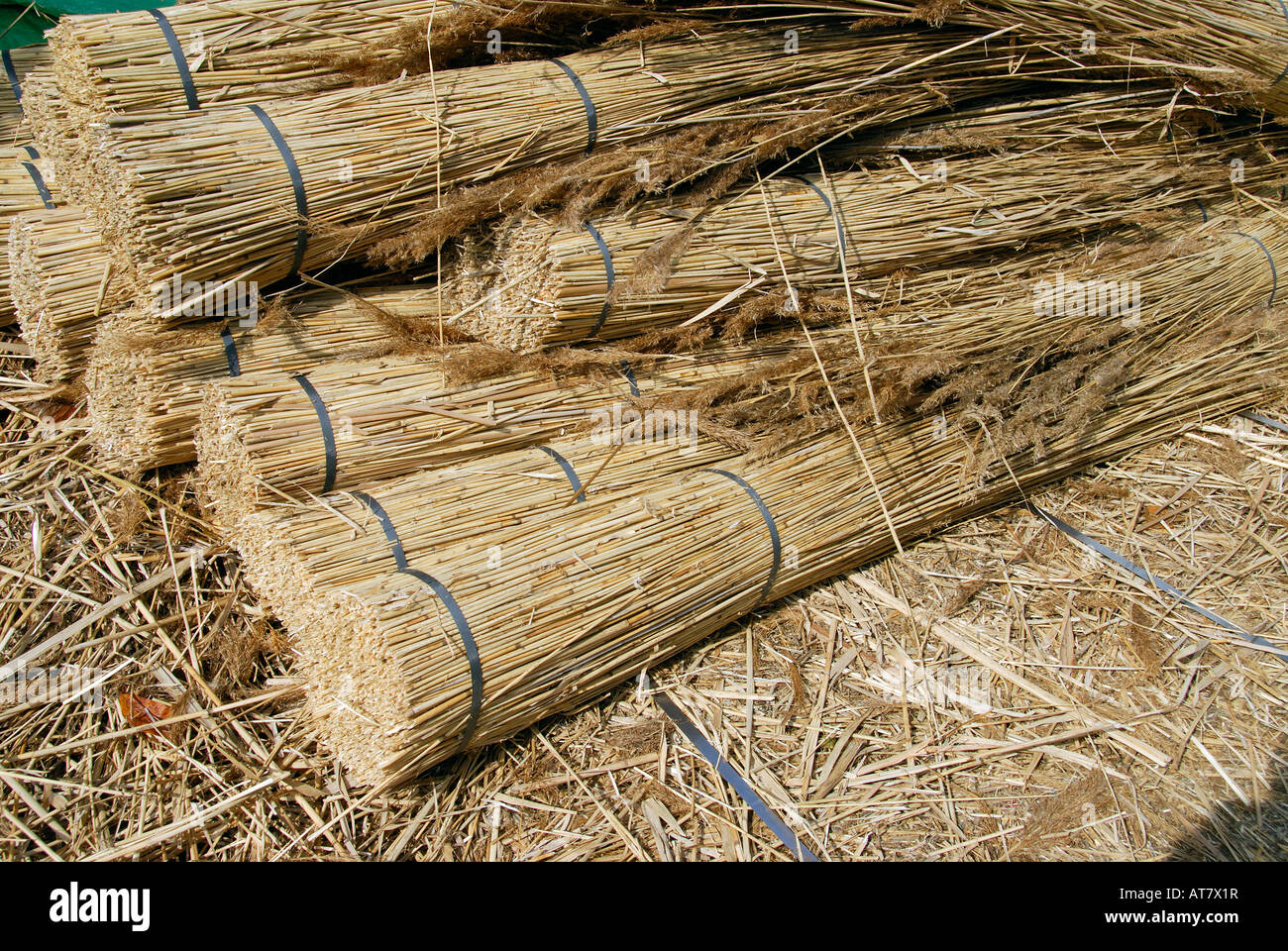 "thatching straw for thatched roof, Devon Stock Photo - Alamy