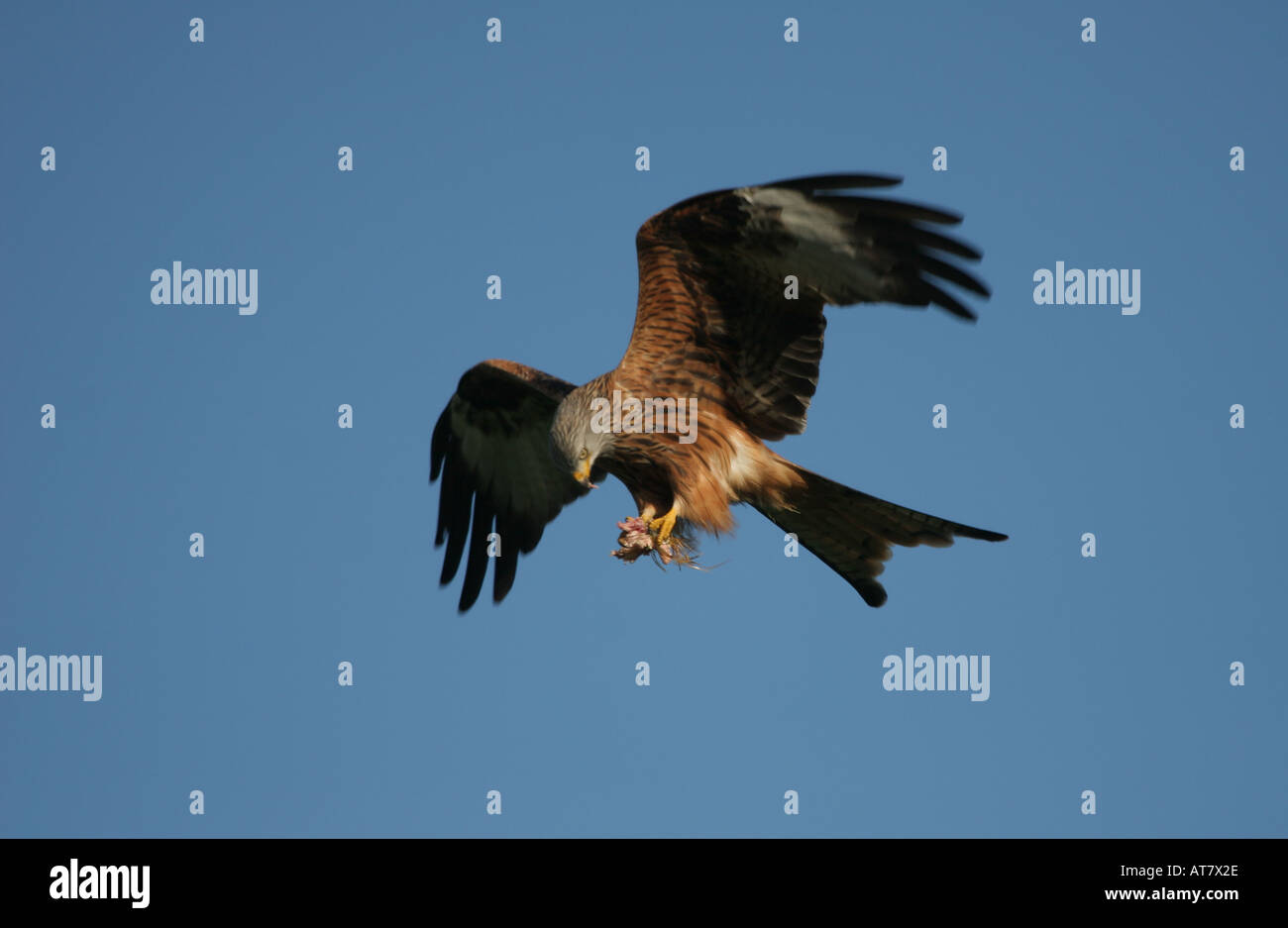 Kite at lunch hi-res stock photography and images - Alamy