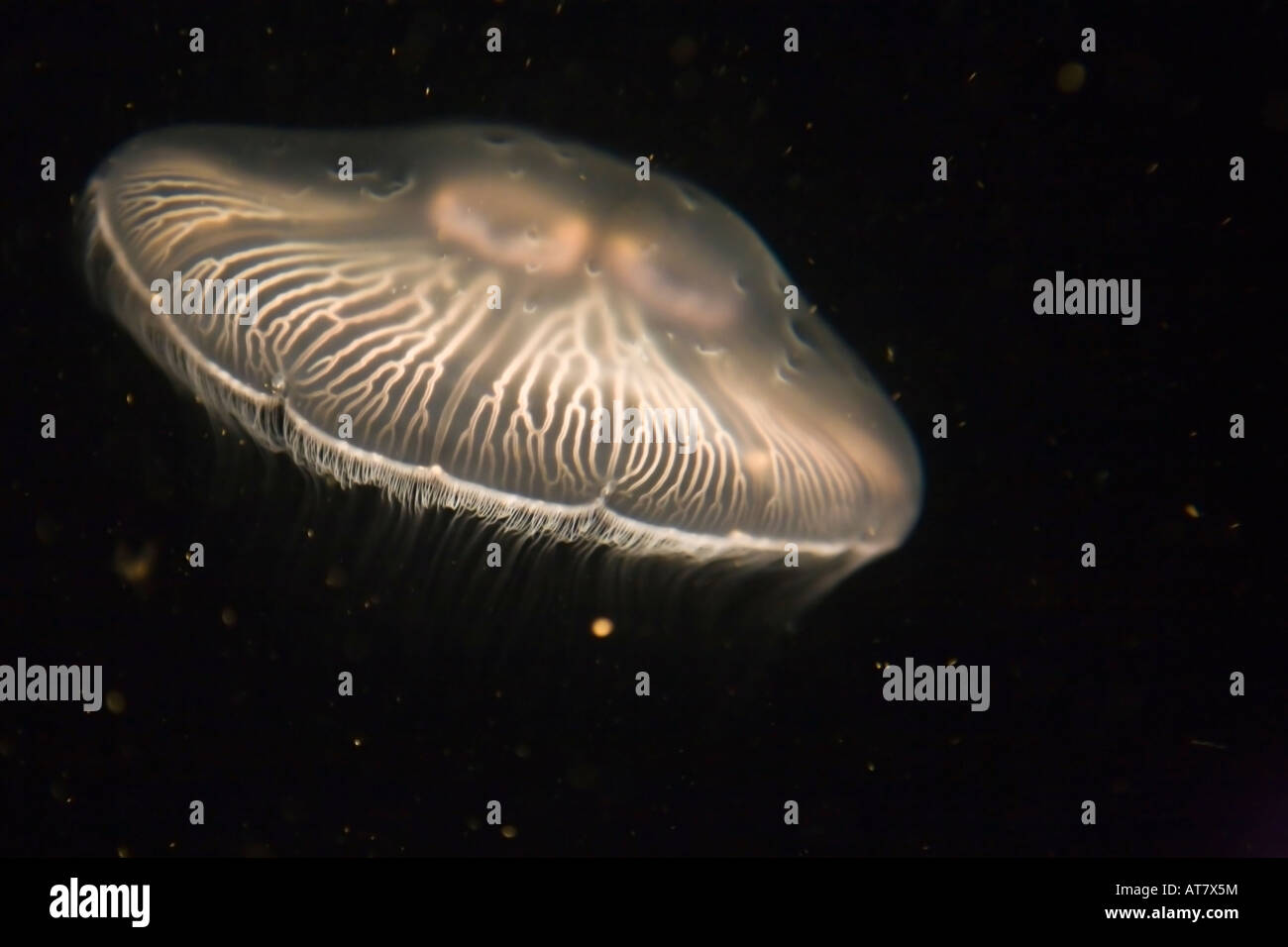 Moon jelly fish hi-res stock photography and images - Alamy