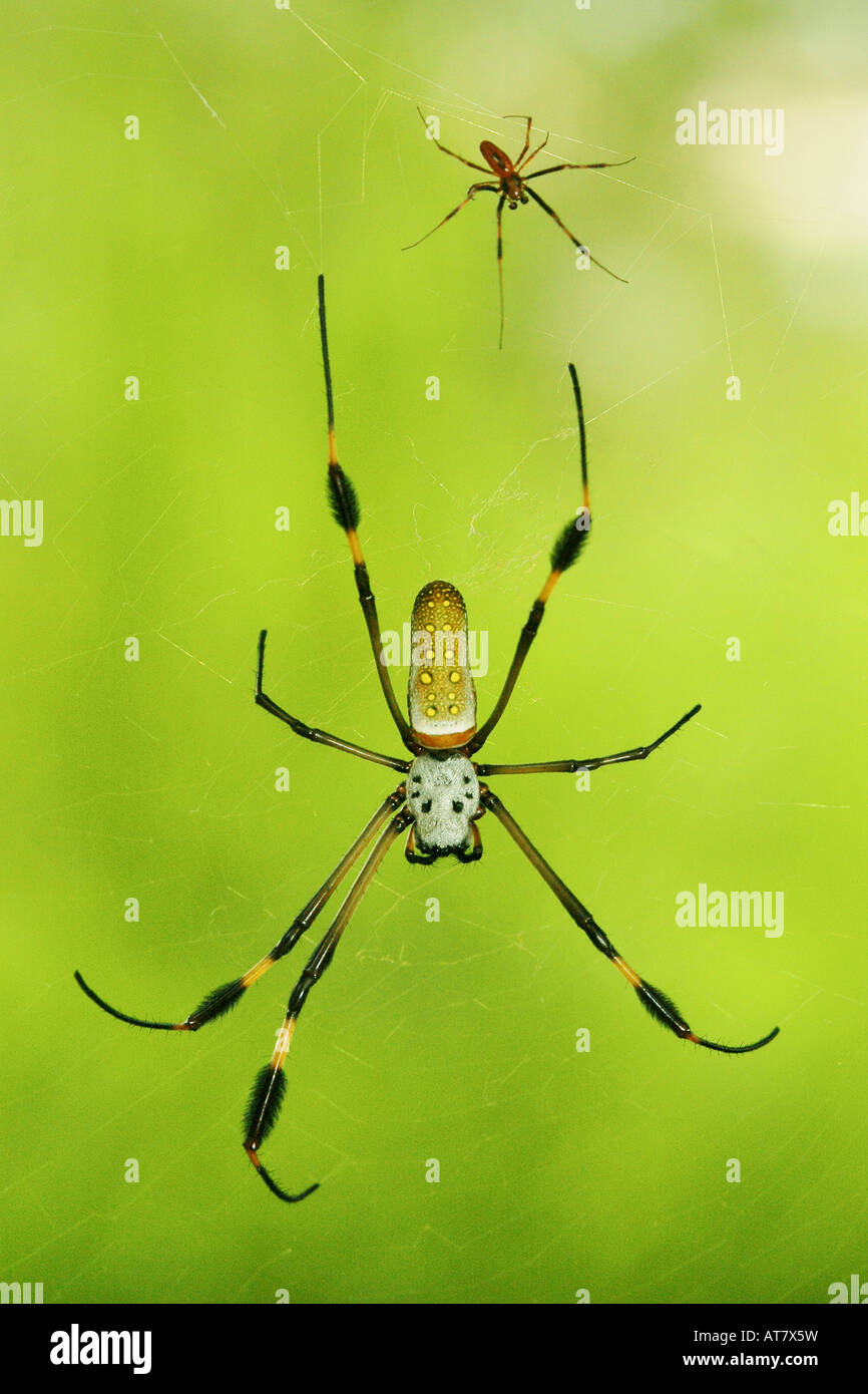 Male ( smaller ) and female golden silk orb-weaver ( genus Nephila ...