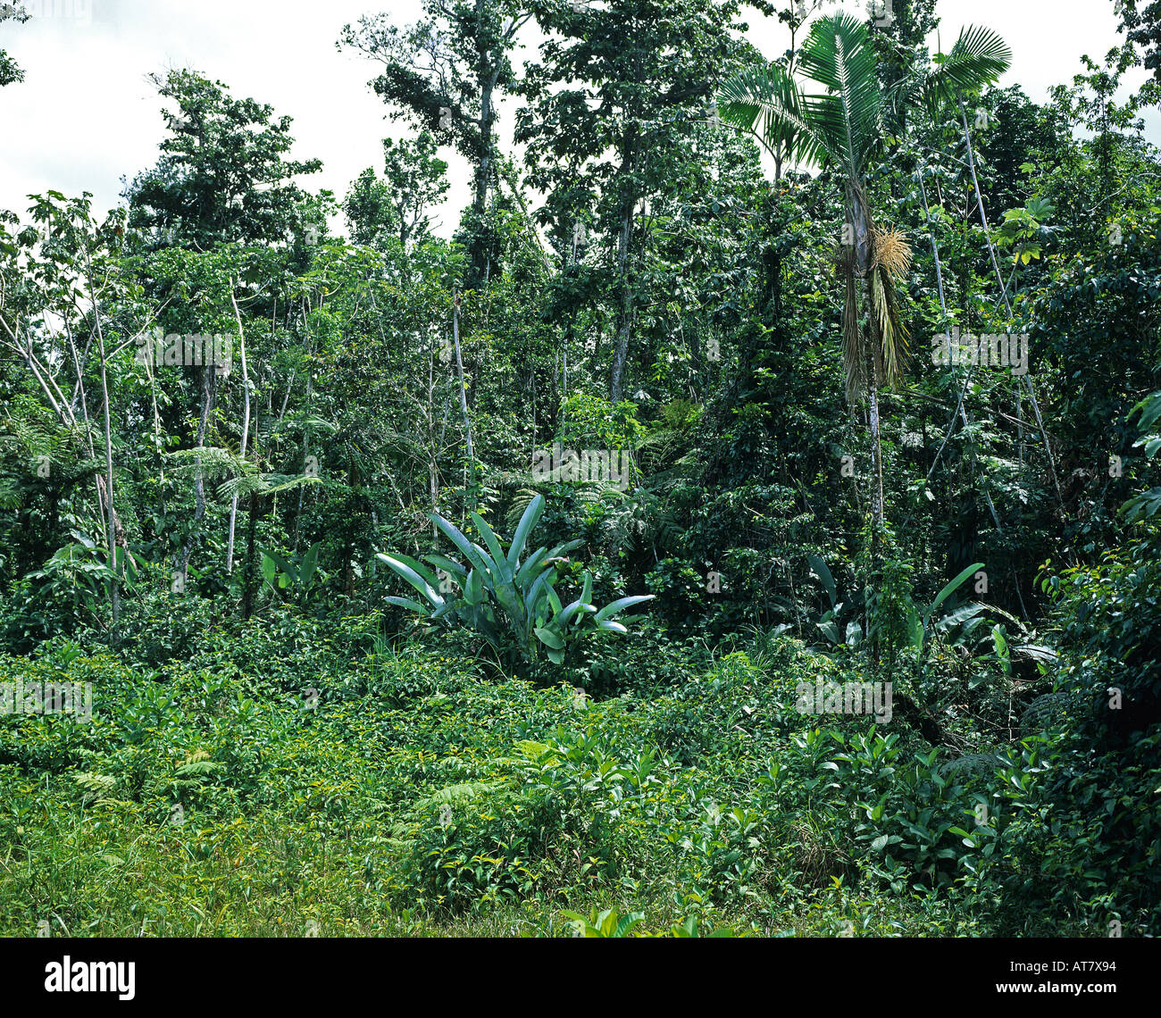 Carbet tropical rainforest, Guadeloupe National park, Guadeloupe ...