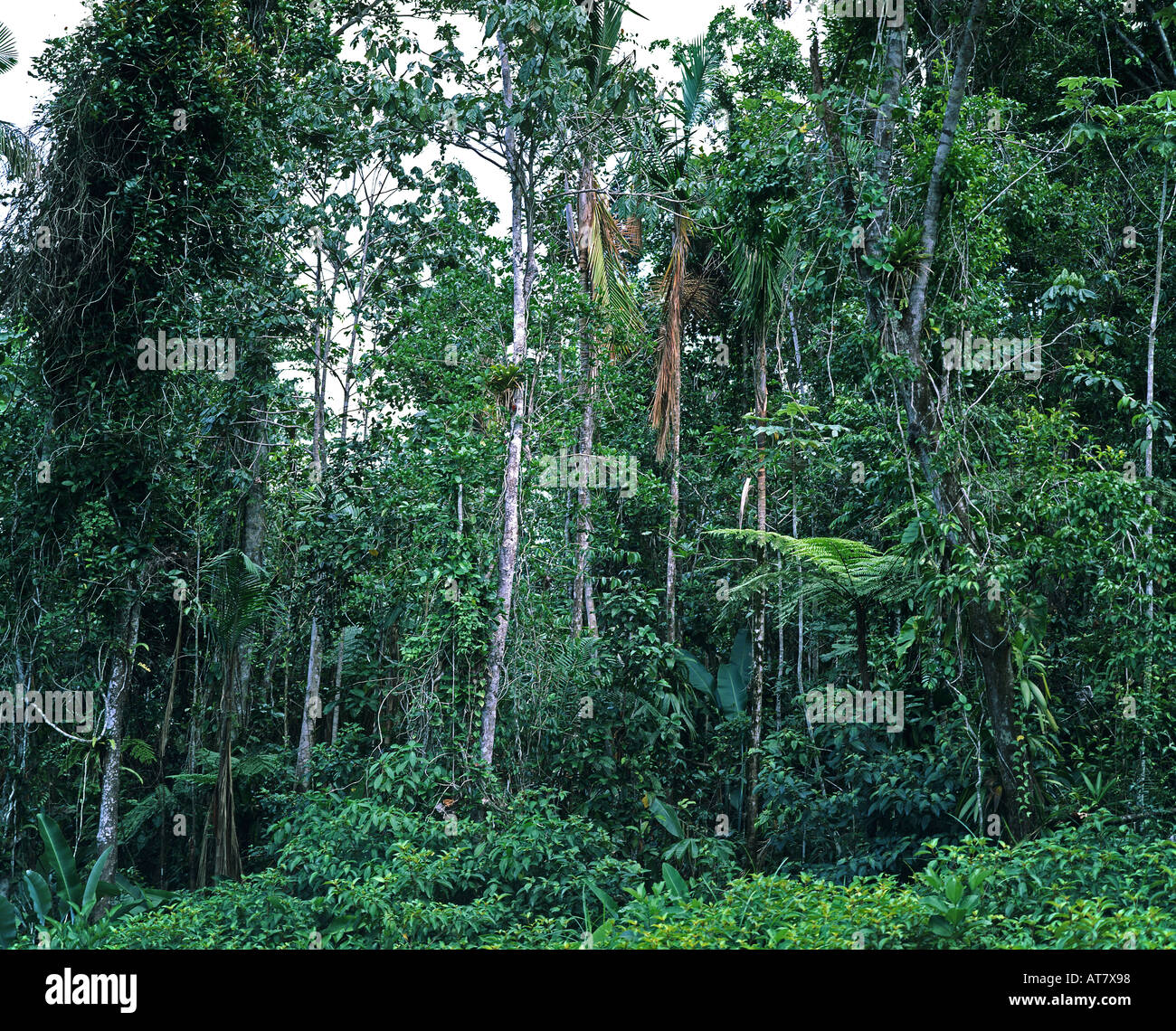Carbet tropical rainforest, Guadeloupe National park, Guadeloupe ...