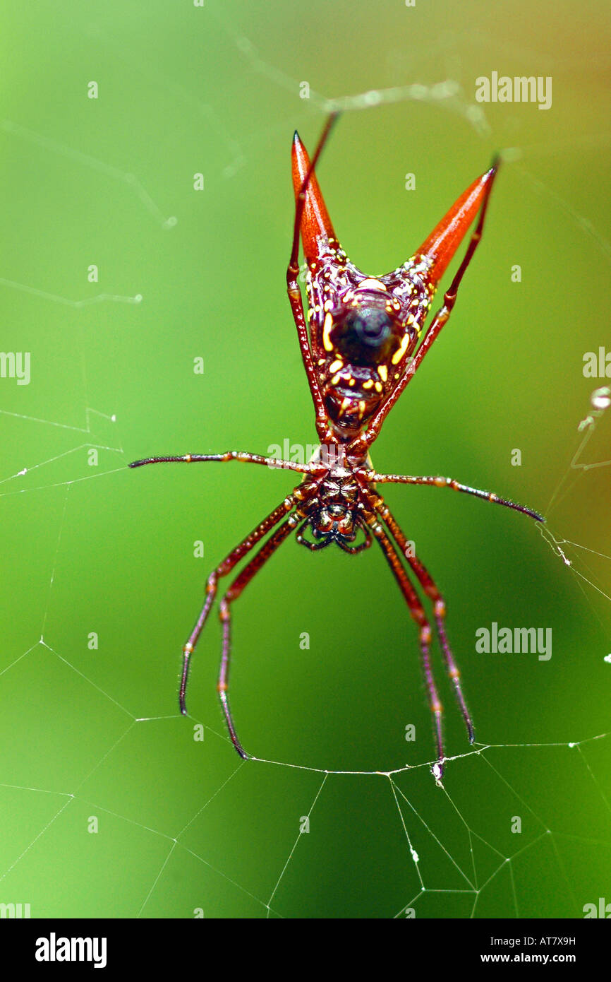 Unique Spider on web, Soberania National Park, Panama Stock Photo - Alamy