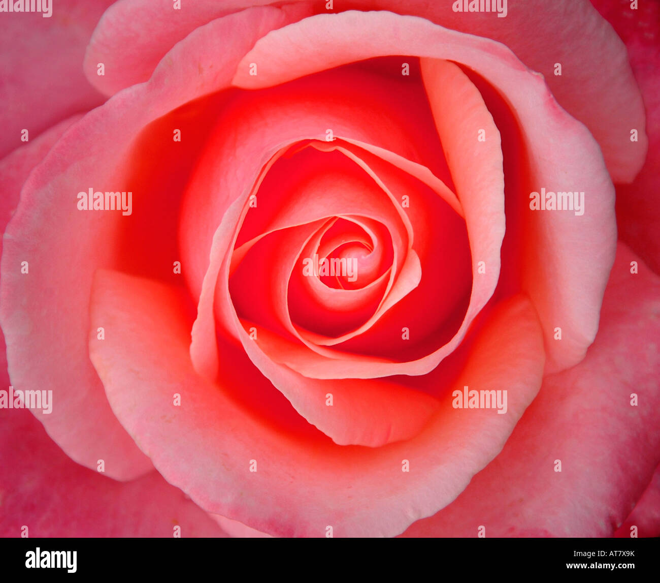 A close up view of a pink Rose as seen from above Stock Photo - Alamy