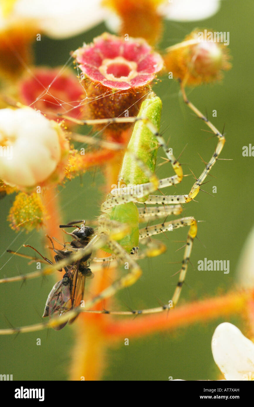 Green Lynx spider ( Peucetia viridans ) with wasp prey, Panama Stock ...