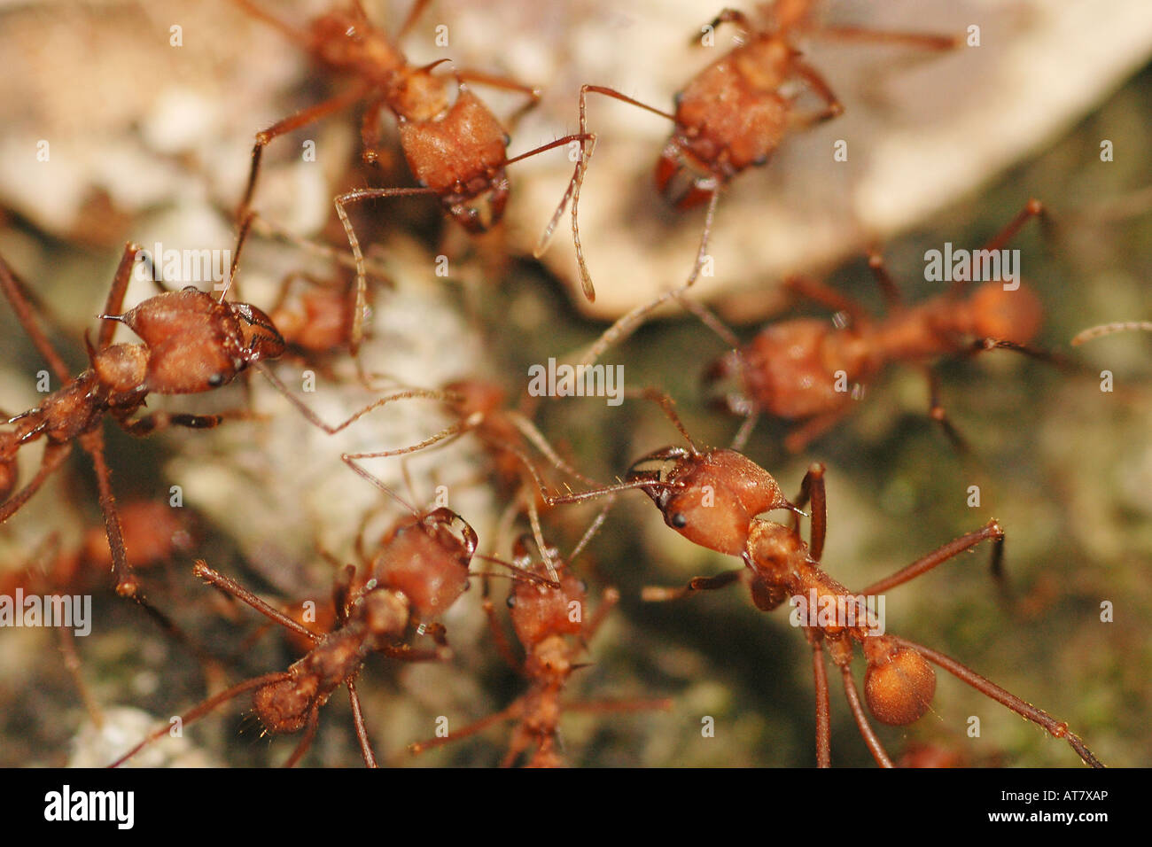 Leaf-cutter Ants, Soberania National Park, Panama Stock Photo - Alamy