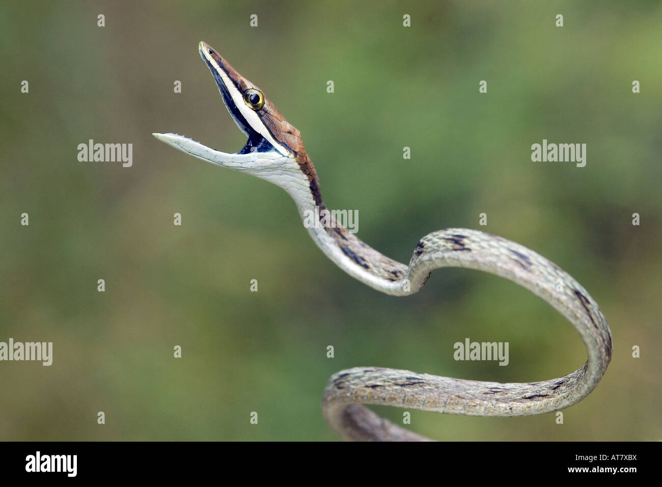 Brown Vine Snake ( Oxybelis aeneus ) Soberania National Park, Panama ...