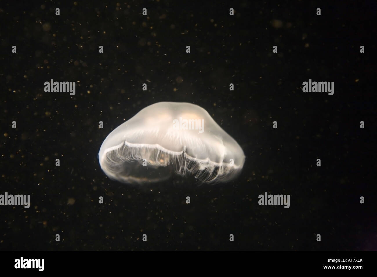 Moon jelly fish hi-res stock photography and images - Alamy