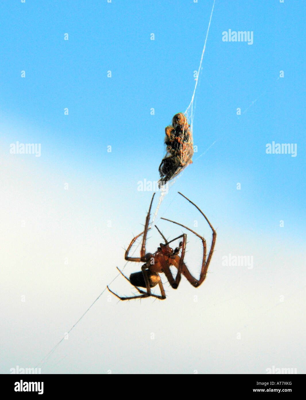A spider attends to a dead insect caught in its web Stock Photo - Alamy