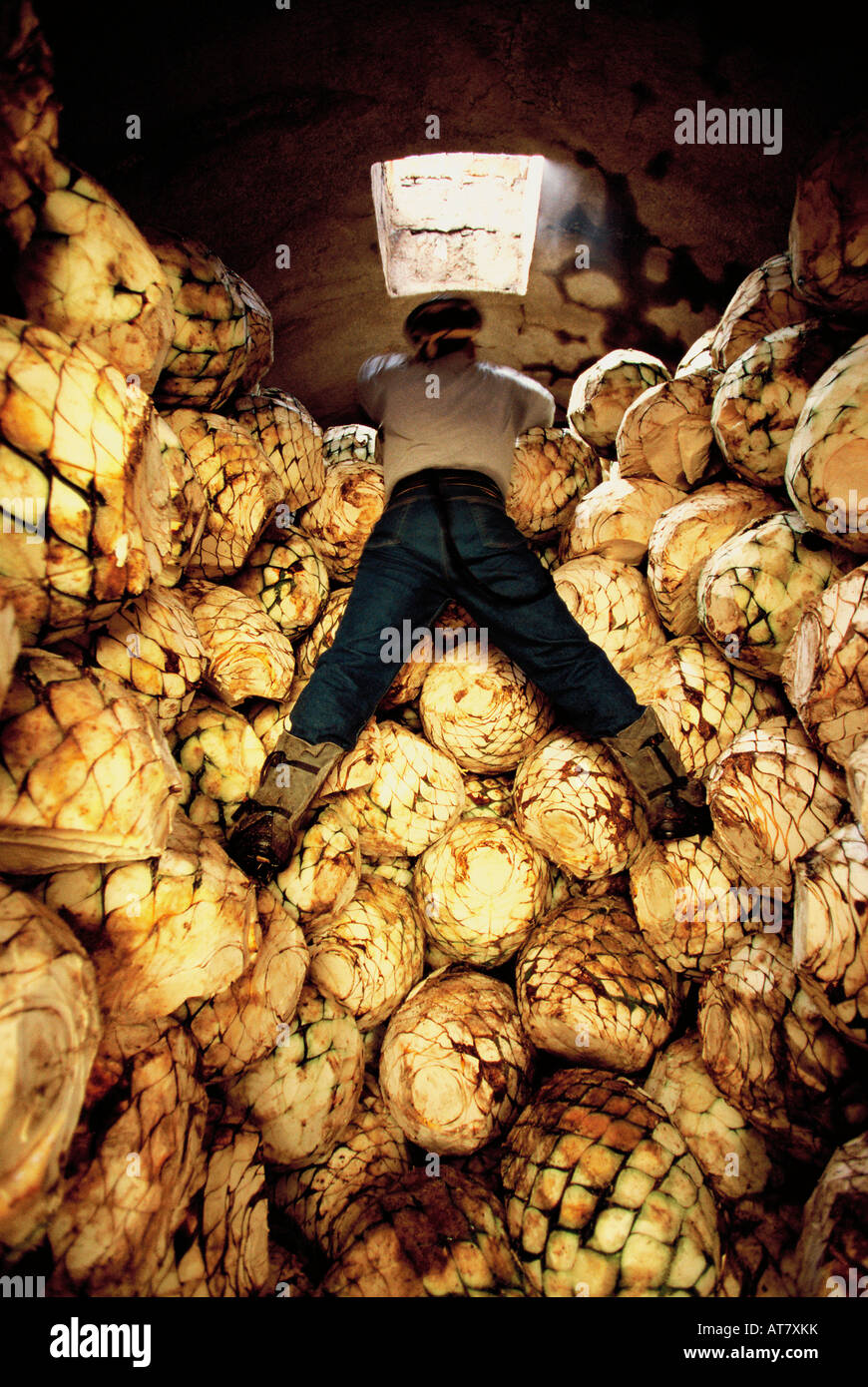 The Agave kernels are piled inside the oven for a long cook Stock Photo ...