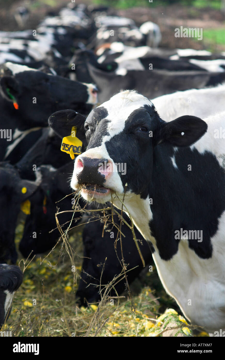 Farming agriculture dairy farming Eastern Cape South Africa Stock Photo ...