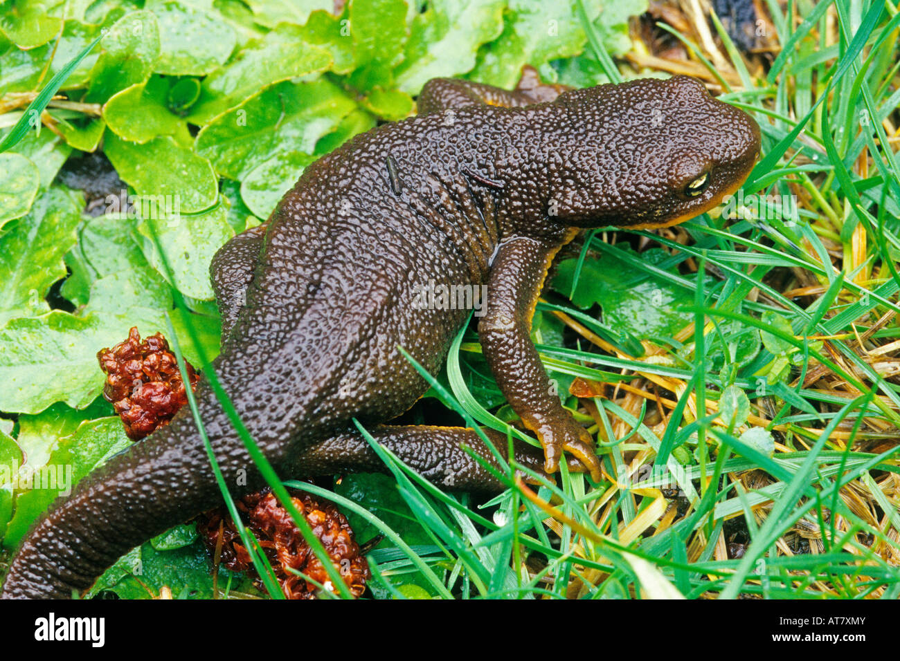 Rough-skinned newt ( Taricha granulosa ) ( Western Newt ), a toxic ...