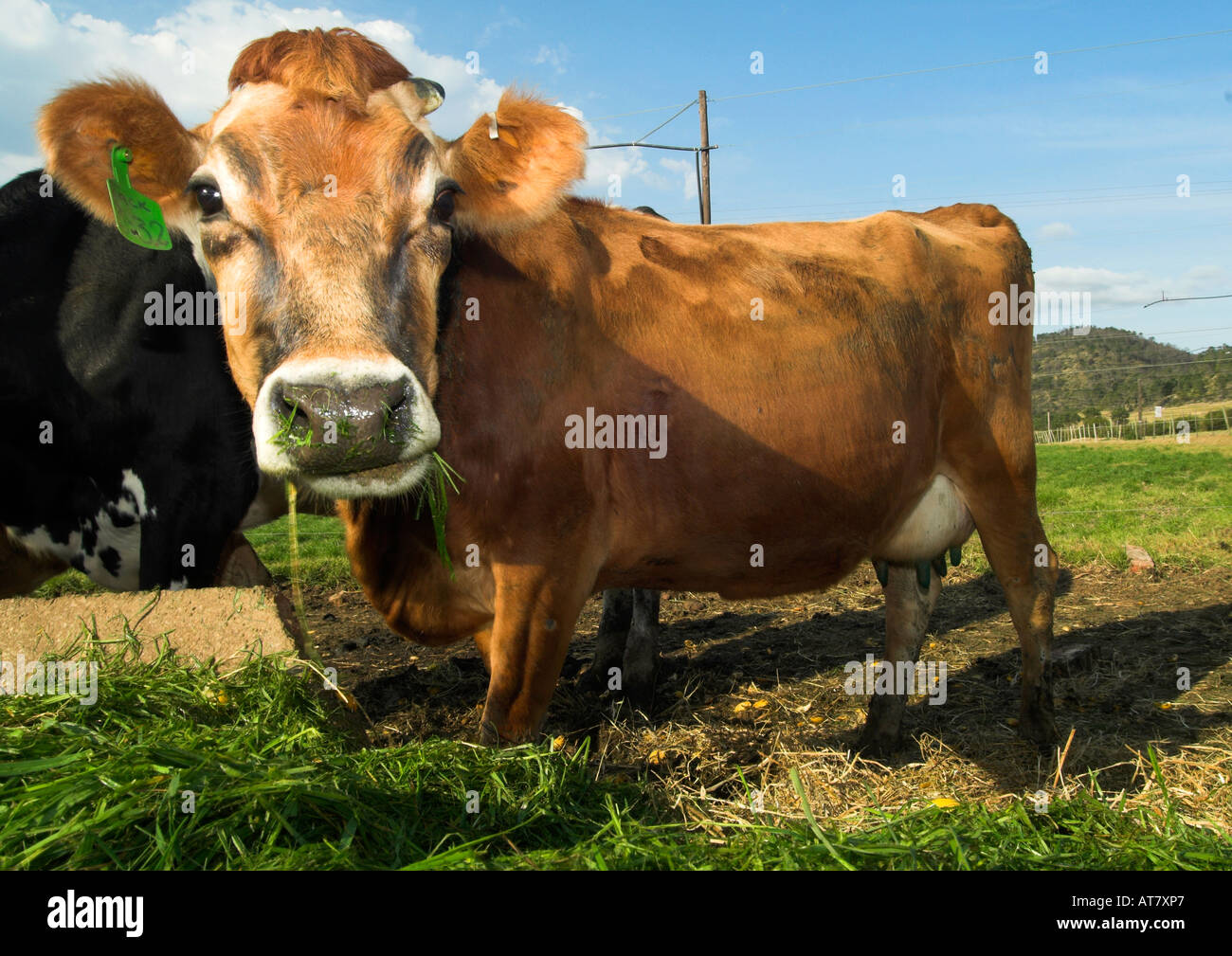 Farming agriculture dairy farming Eastern Cape South Africa Stock Photo ...