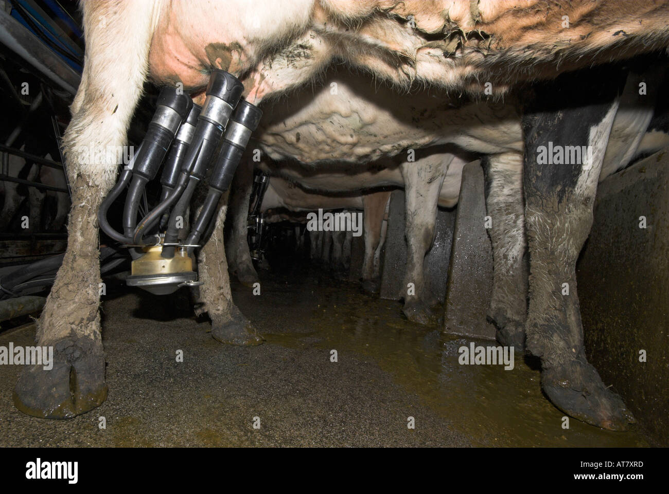 Farming agriculture dairy farming Eastern Cape South Africa Stock Photo ...