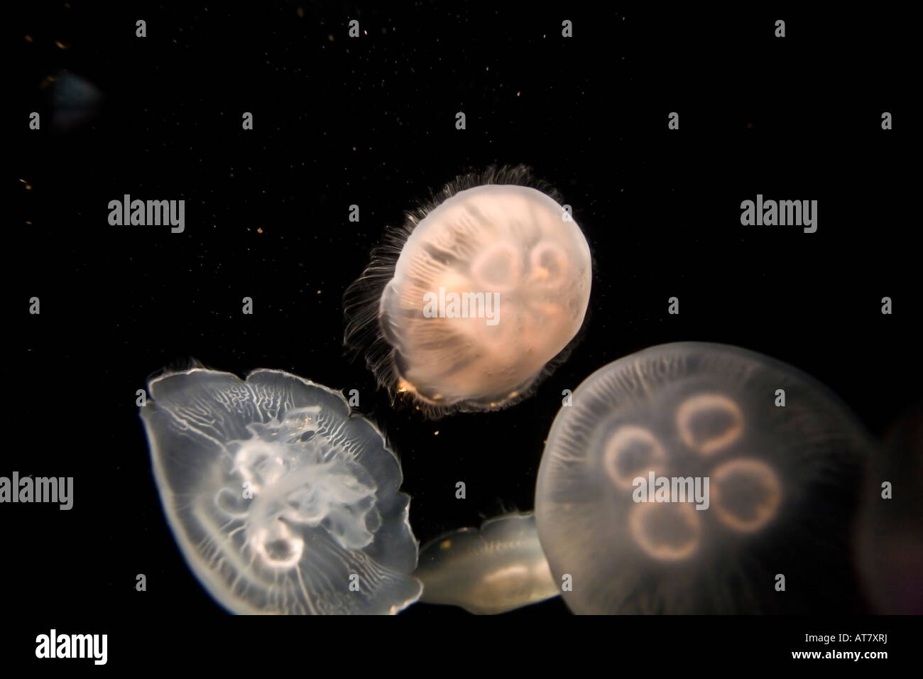 Naturalight hi-res stock photography and images - Alamy