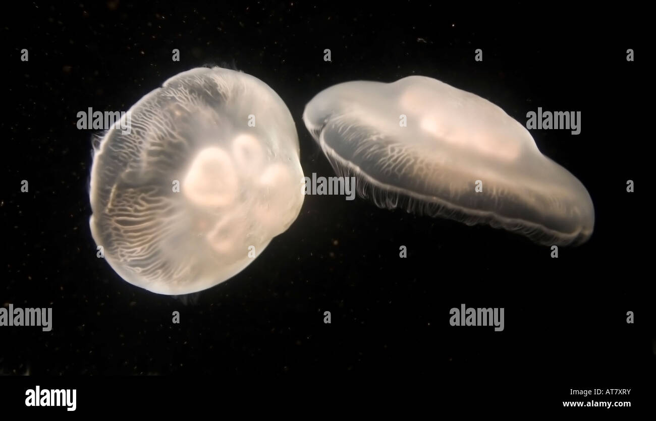 Naturalight hi-res stock photography and images - Alamy