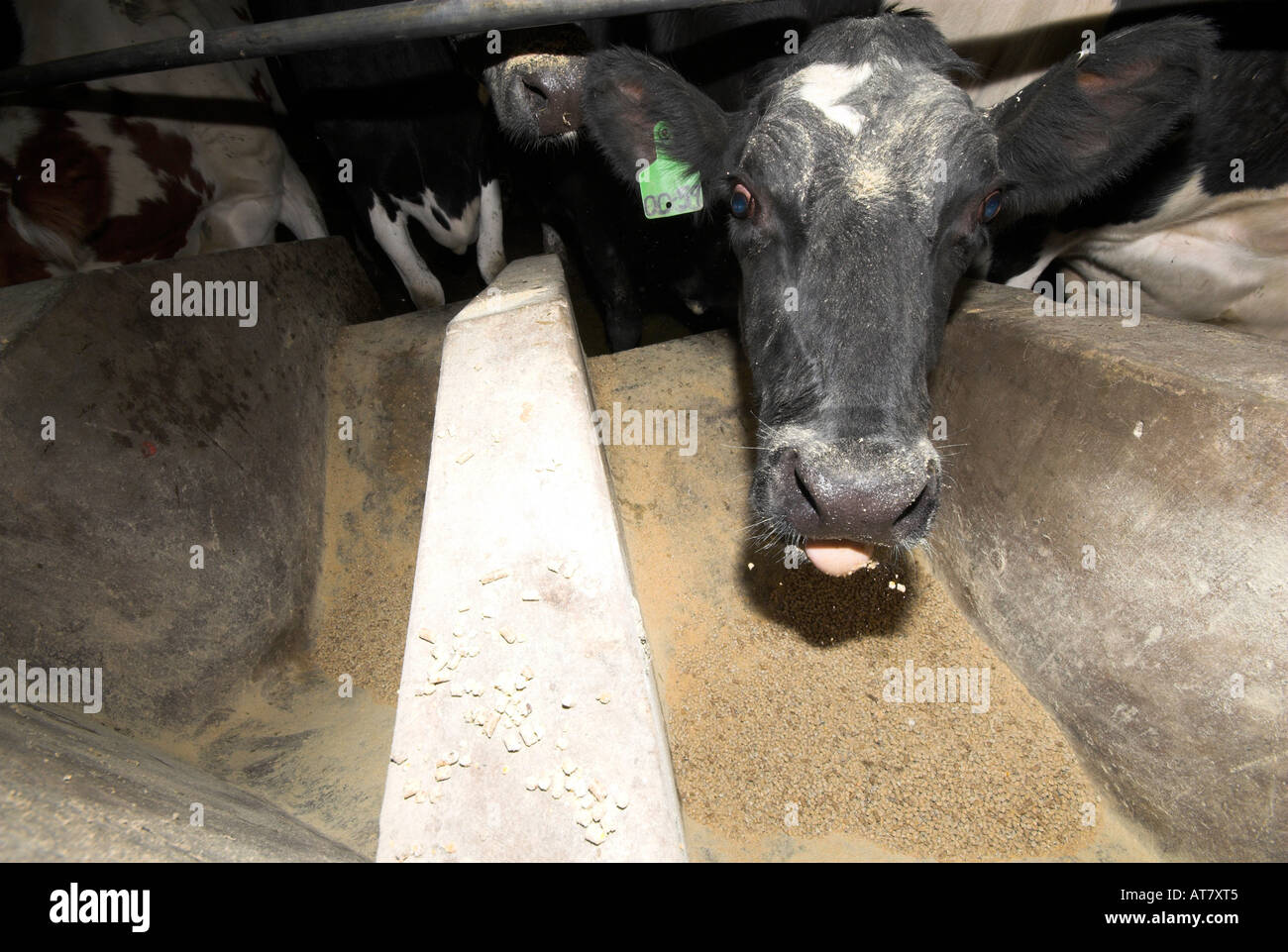 Farming agriculture dairy farming Eastern Cape South Africa Stock Photo ...