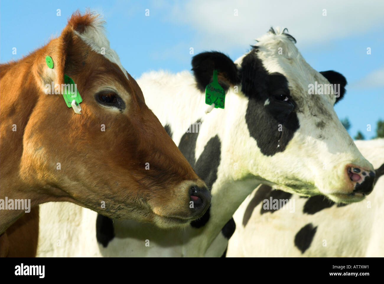 Farming agriculture dairy farming Eastern Cape South Africa Stock Photo ...