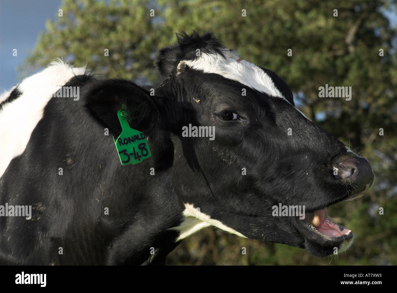 Farming agriculture dairy farming Eastern Cape South Africa Stock Photo ...