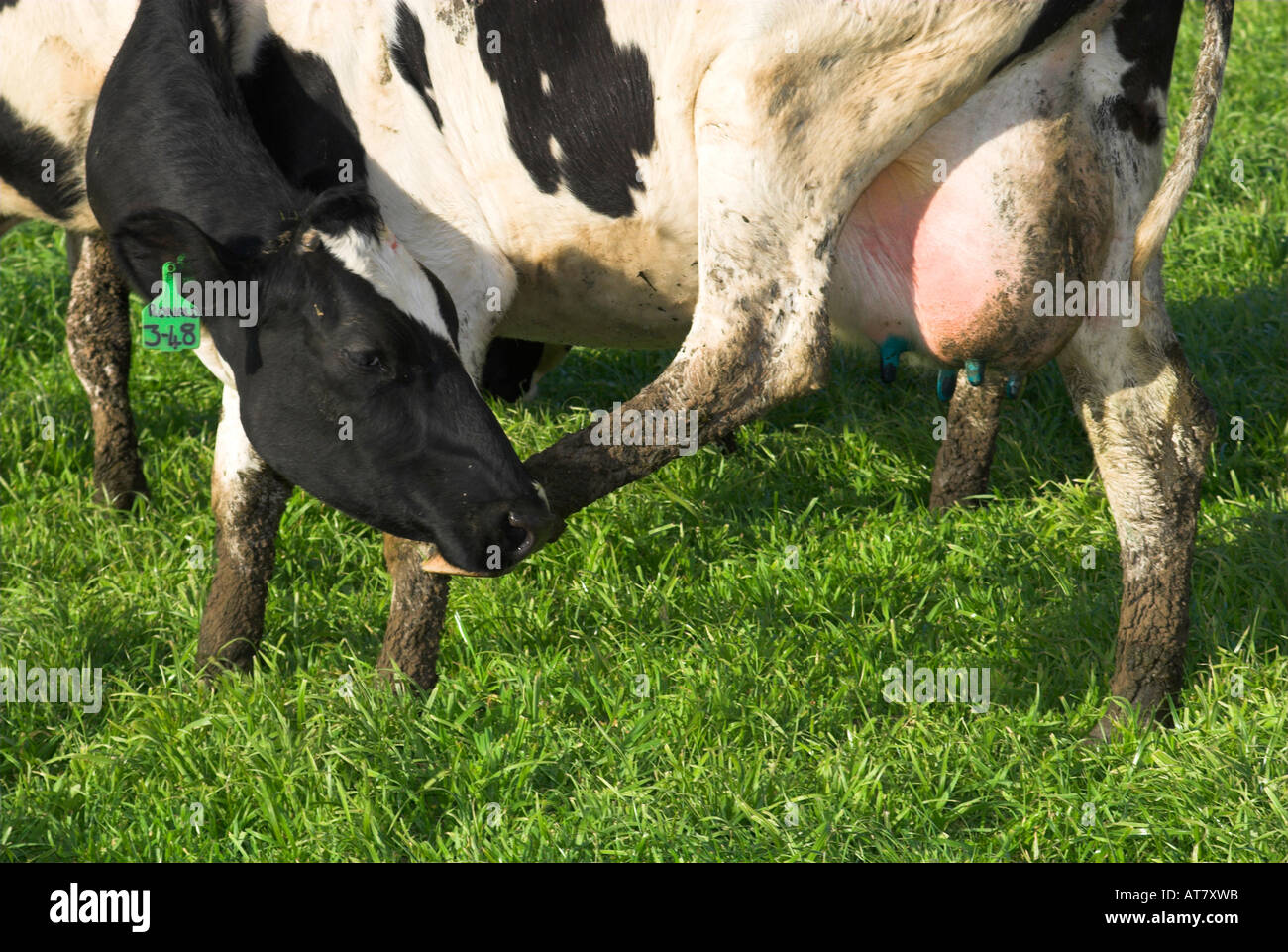Farming agriculture dairy farming Eastern Cape South Africa Stock Photo ...