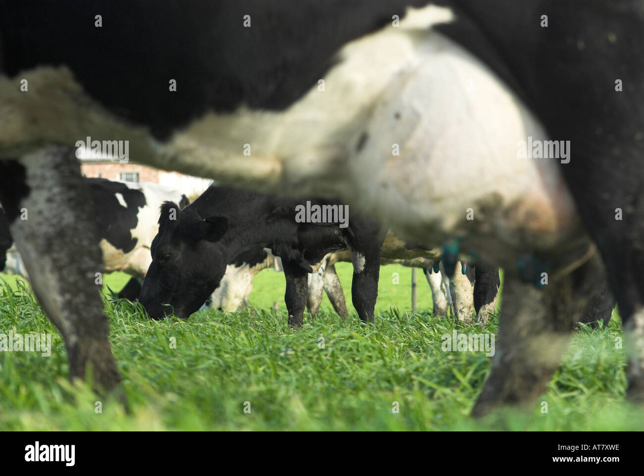 Farming agriculture dairy farming Eastern Cape South Africa Stock Photo ...