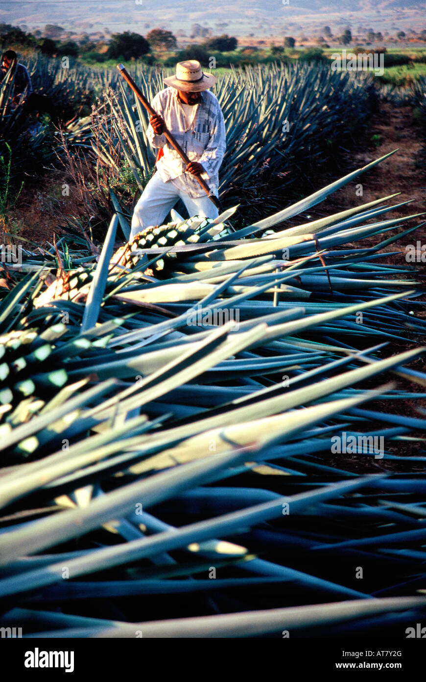 Jimadores High Resolution Stock Photography and Images - Alamy