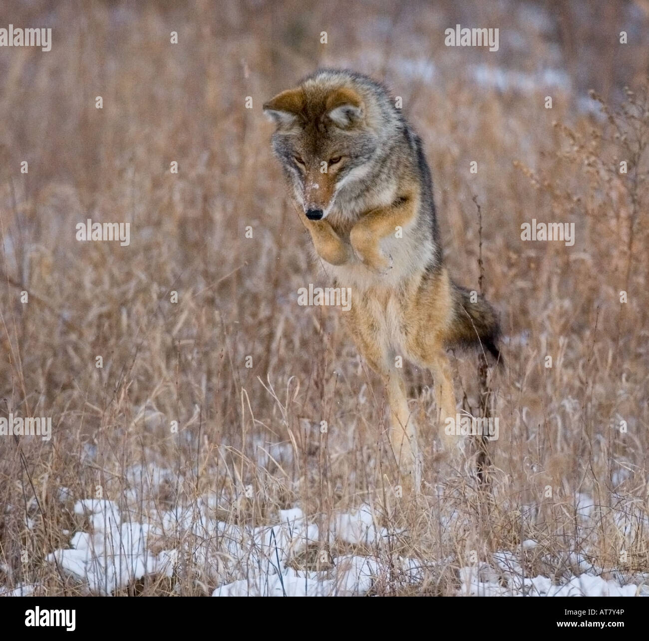 Coyote hunting night hi-res stock photography and images - Alamy
