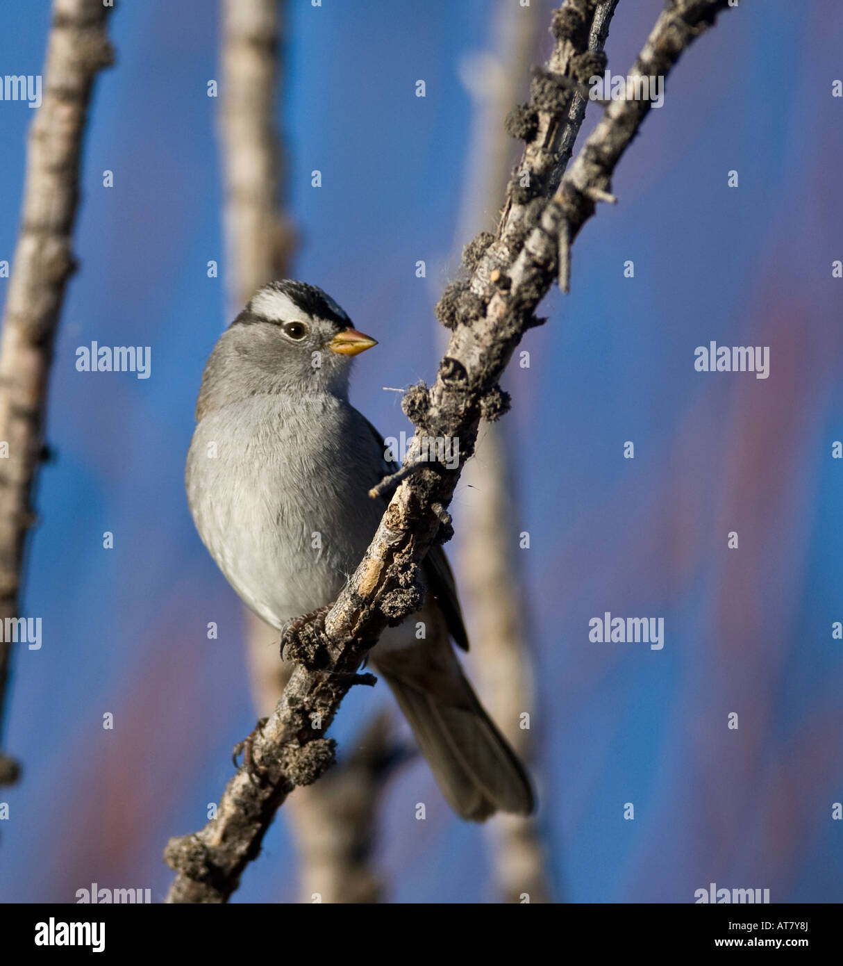 Sparrow hi-res stock photography and images - Alamy