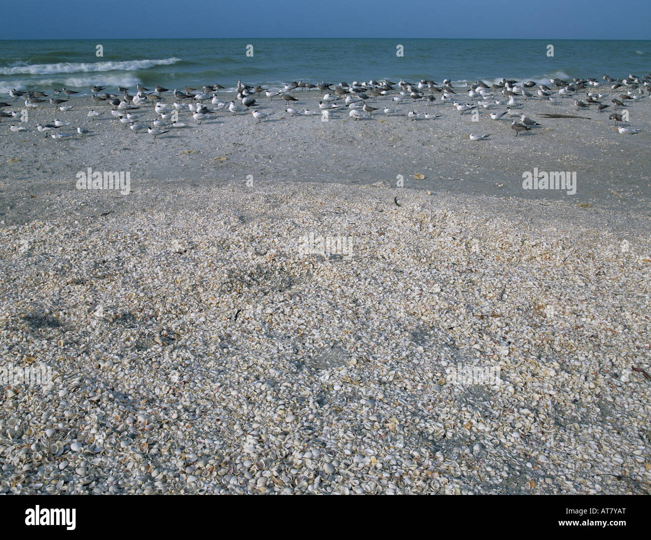 Seabirds on shell covered beach Sanibel Island Florida December 1998 ...