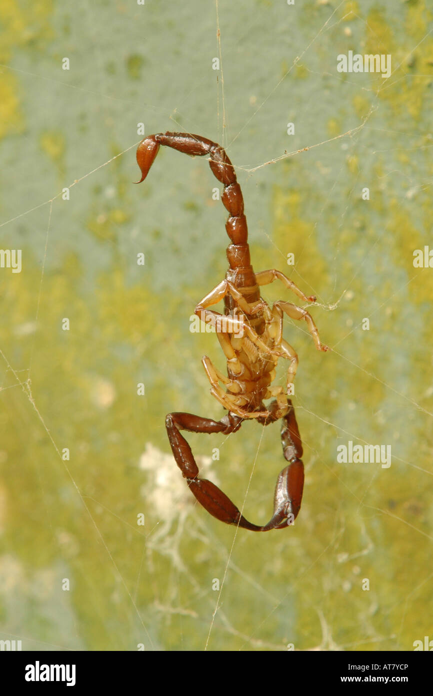 Scorpion caught in spider web, Soberania National Park, Panama Stock ...