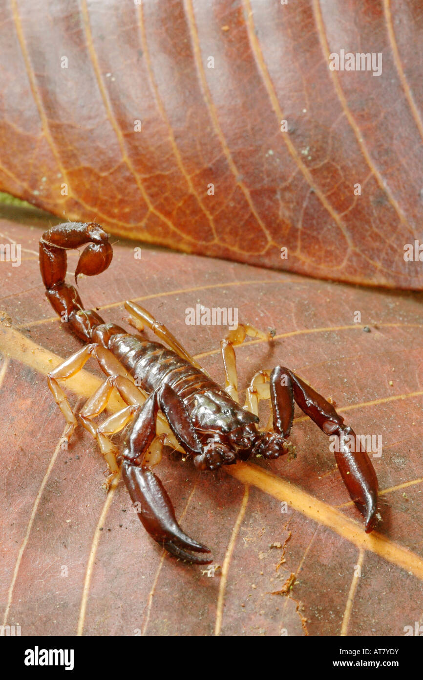 Scorpion on leaves, Soberania National Park, Panama Stock Photo - Alamy