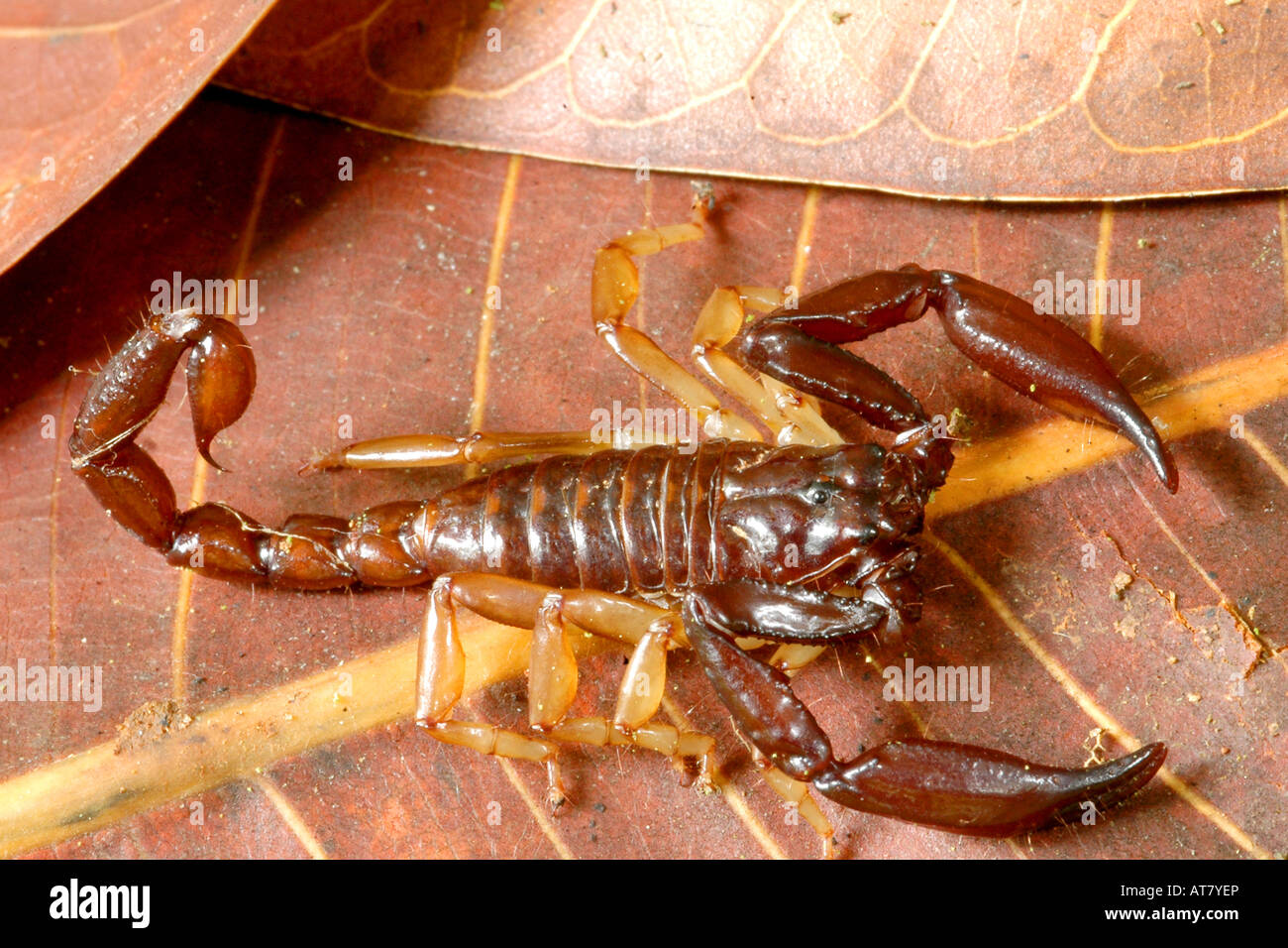 Spanish Scorpion High Resolution Stock Photography and Images - Alamy