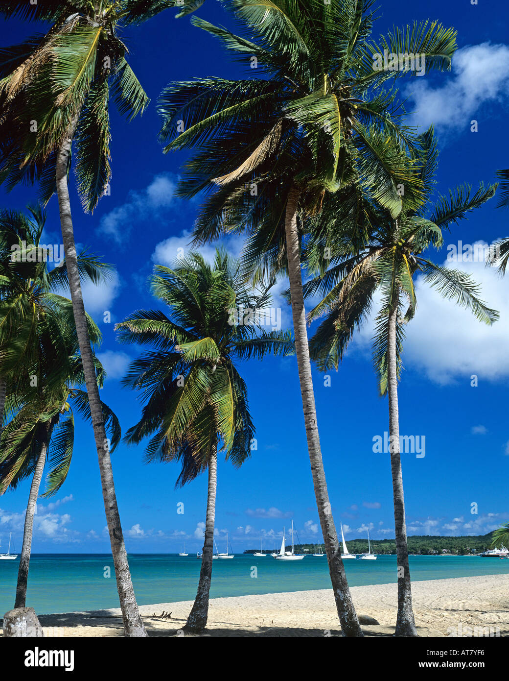 St-Louis beach with palm trees, Marie-Galante island, Guadeloupe ...