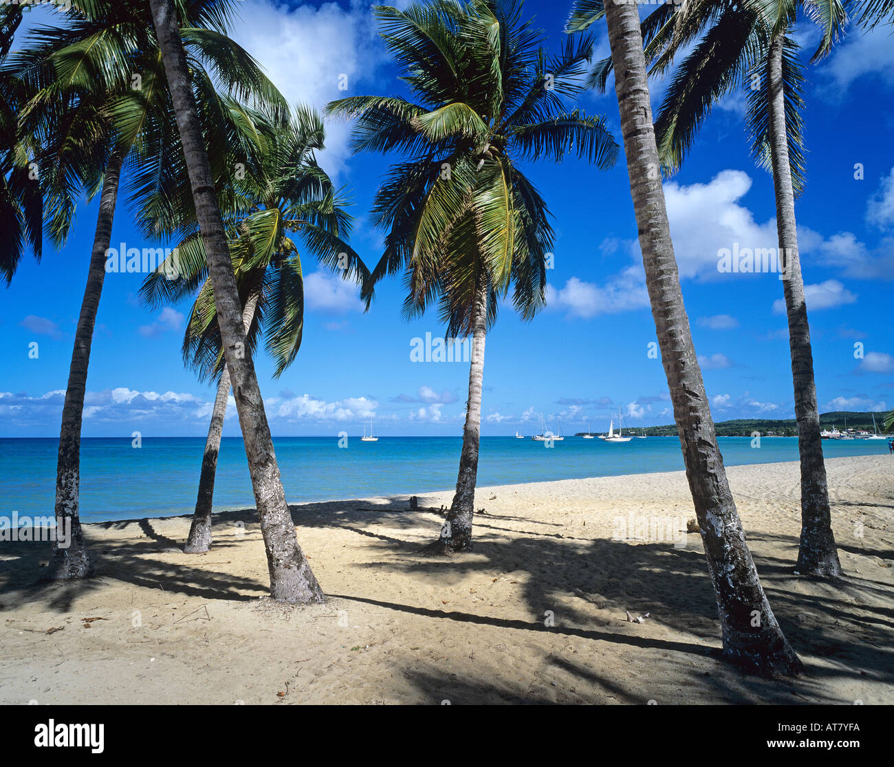 St-Louis beach with palm trees, Marie-Galante island, Guadeloupe ...