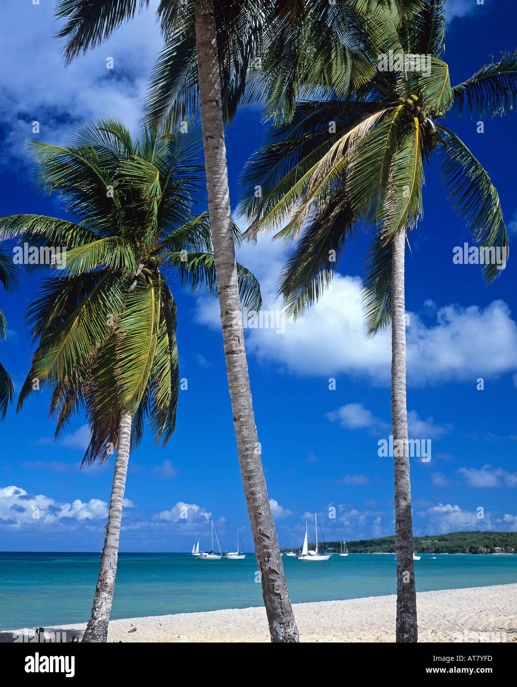 St-Louis beach with palm trees, Marie-Galante island, Guadeloupe ...