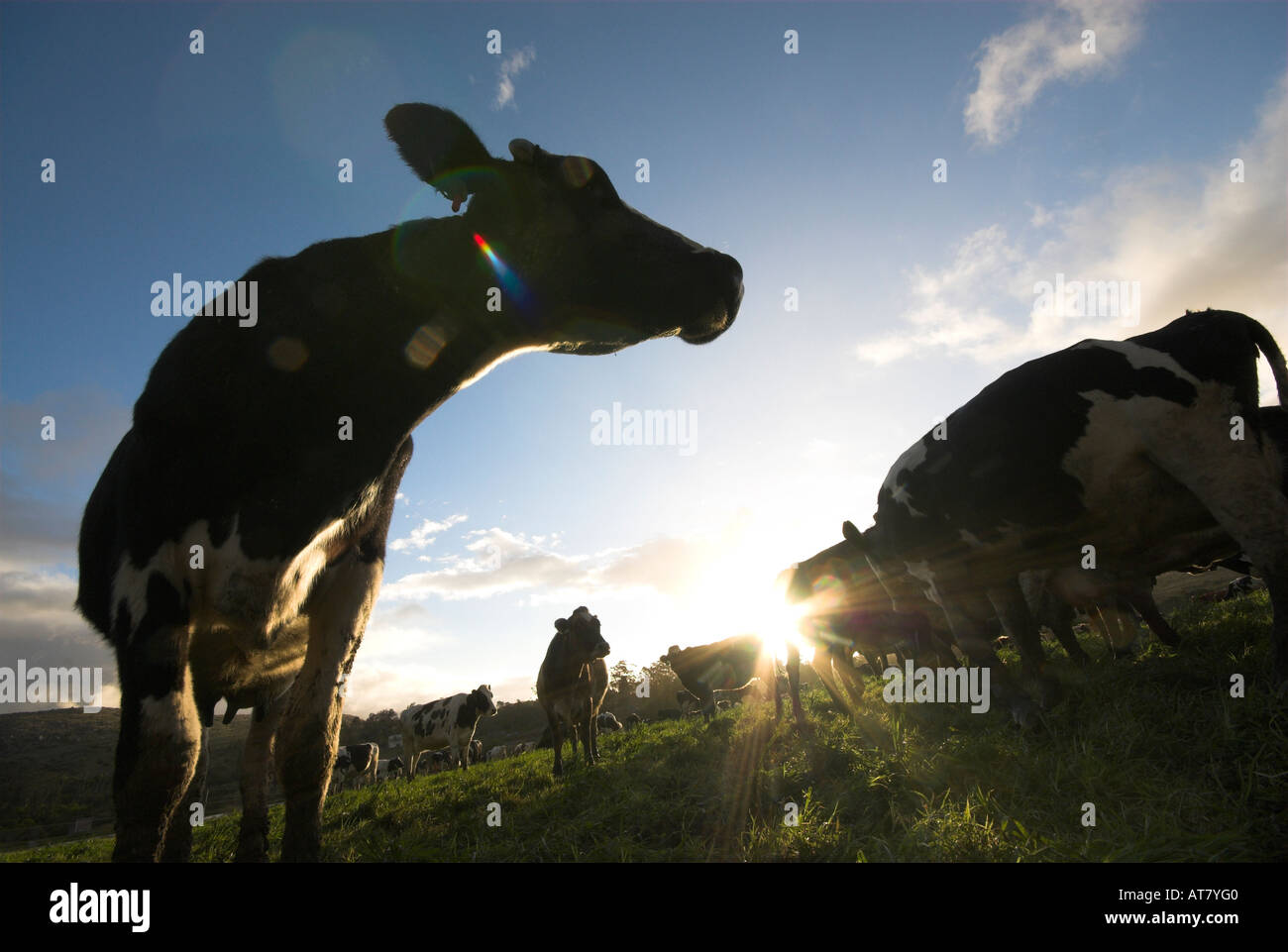 Farming agriculture dairy farming Eastern Cape South Africa Stock Photo ...